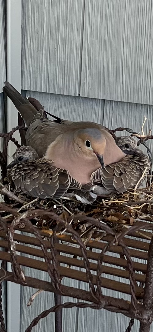 Out My Backdoor: Doves Aren’t Great Nest Builders | Department Of Natural Resources Division